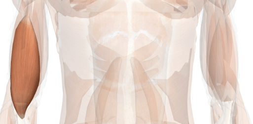 Esercizi per le braccia | Dall’anatomia alla pratica – PRUDVANGAR – La ...